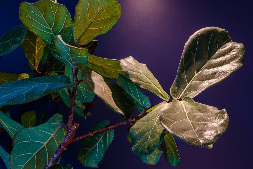 What is biophilia? - Atelier Monarque Architecture